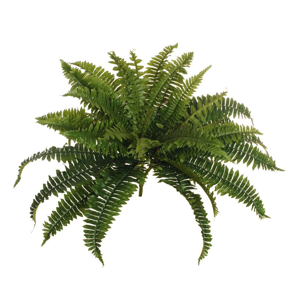 FELCE BOSTON PIANTA 36FNATURALI CM.60 VERDE - PuntoUno